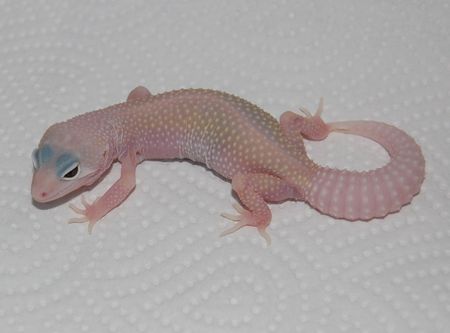Blazing Blizzard - Leopard Gecko Wiki