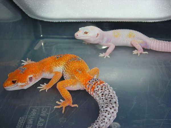 Enigma - Leopard Gecko Wiki