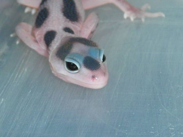 Black Hole - Leopard Gecko Wiki