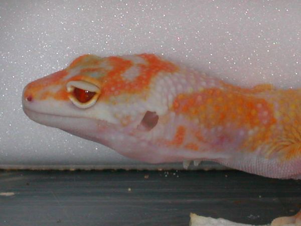 Enigma - Leopard Gecko Wiki