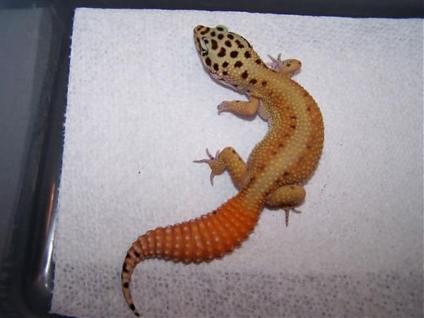 Red Stripe - Leopard Gecko Wiki