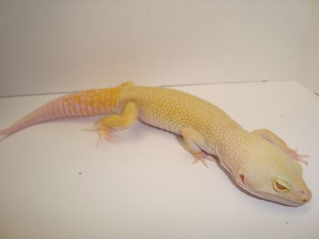 Murphy Patternless - Leopard Gecko Wiki