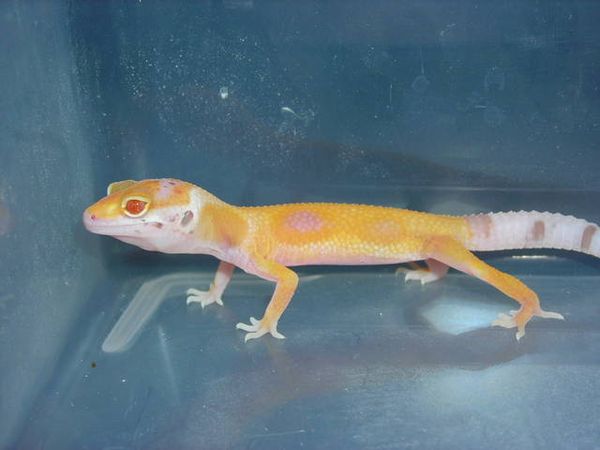 Enigma - Leopard Gecko Wiki