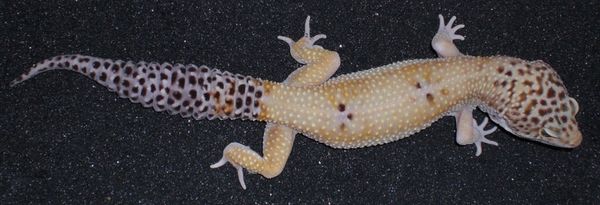 Ghost - Leopard Gecko Wiki