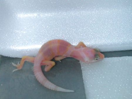 Enigma - Leopard Gecko Wiki