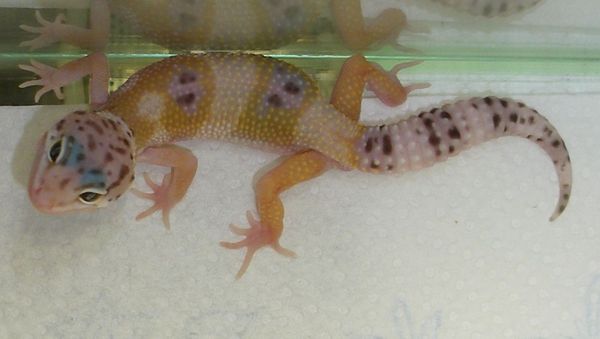 Ghost - Leopard Gecko Wiki