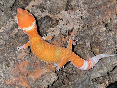 Sunglow - Leopard Gecko Wiki