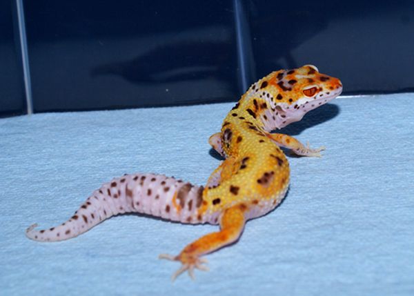 Enigma - Leopard Gecko Wiki
