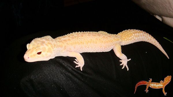 Mack Snow RAPTOR - Leopard Gecko Wiki
