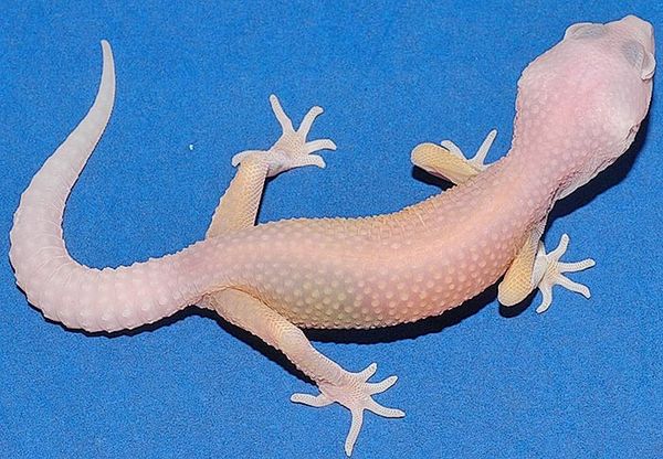 Enigma - Leopard Gecko Wiki