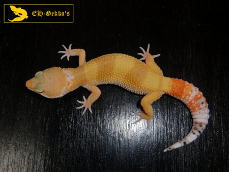 Baldy - Leopard Gecko Wiki