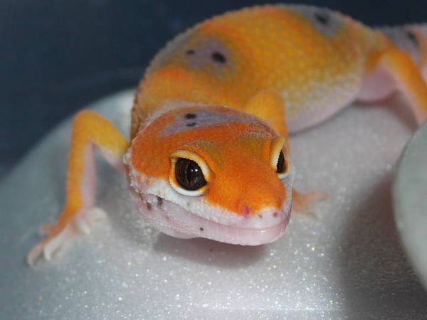 Enigma - Leopard Gecko Wiki