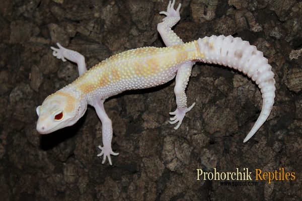 Aurora RADAR - Leopard Gecko Wiki